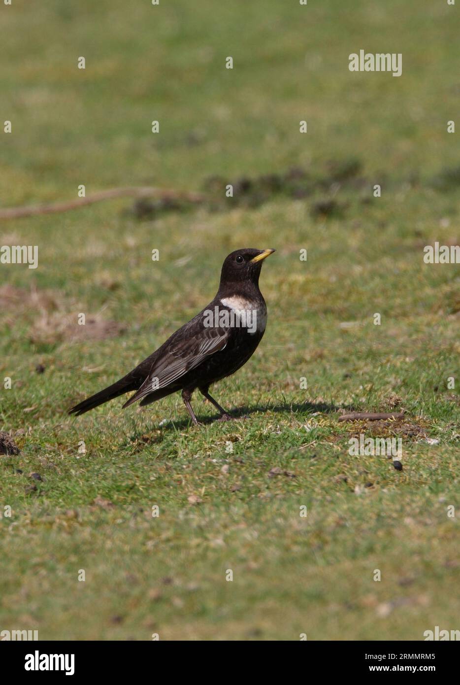 Ring Ouzel (Turdus torquatus) first summer male on short grass Eccles ...