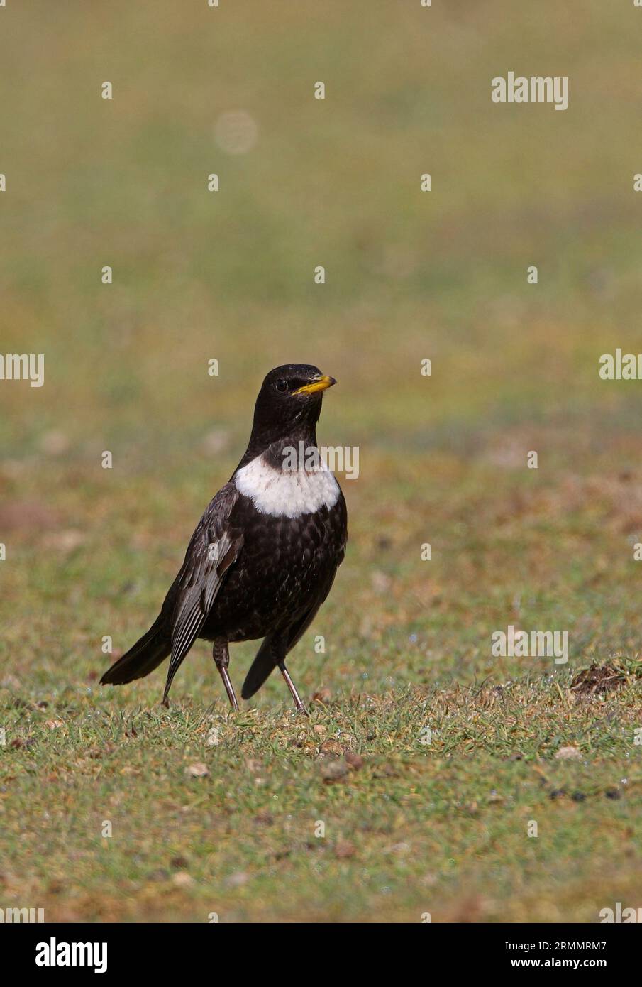 Ring Ouzel (Turdus torquatus) male on short grass Eccles-on-Sea ...