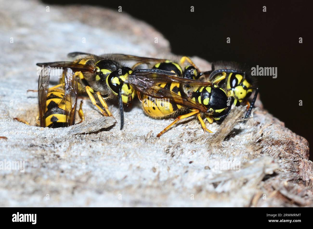 active worker common wasps vespula vulgaris Stock Photo - Alamy