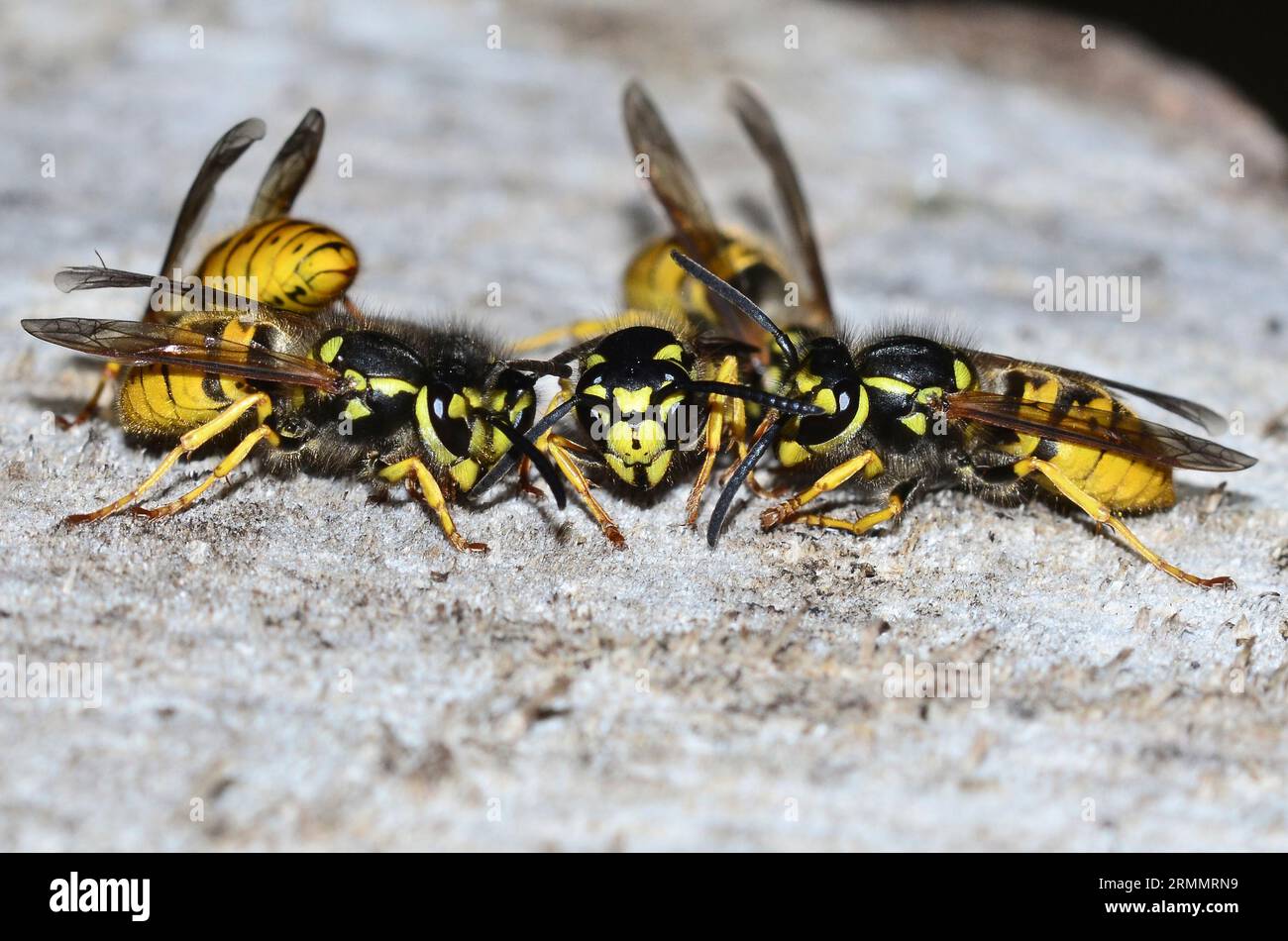 active worker common wasps vespula vulgaris Stock Photo - Alamy