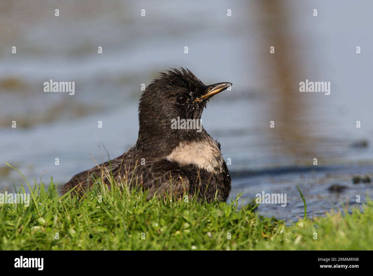 Ring Ouzel (Turdus torquatus) close-up bathing in pond Eccles-on-Sea ...