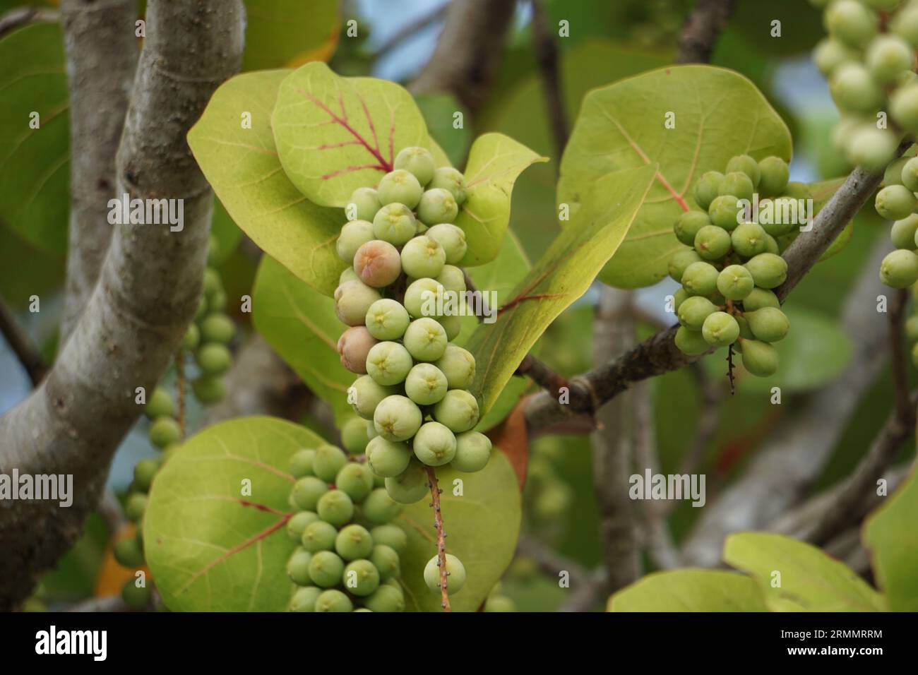 Coccoloba uvifera, This plant is an ornamental plant and serves as a ...