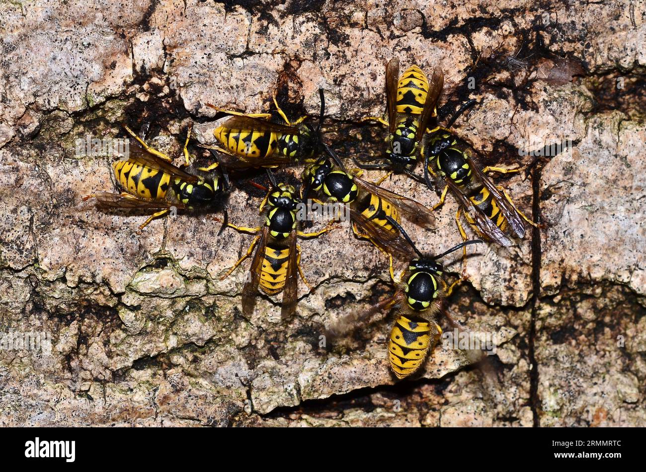 active worker common wasps vespula vulgaris Stock Photo - Alamy