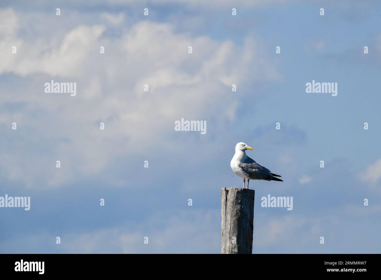 Gulls by pier hi-res stock photography and images - Alamy