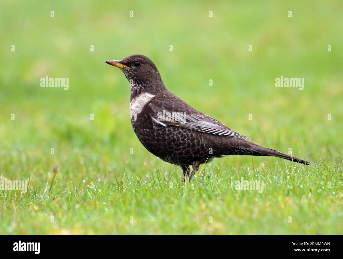 Ring Ouzel (Turdus torquatus) adult female standing on damp grass ...