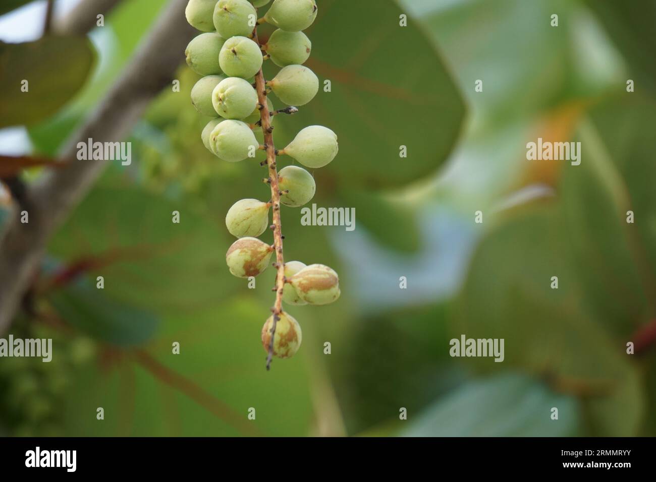 Coccoloba uvifera, This plant is an ornamental plant and serves as a ...