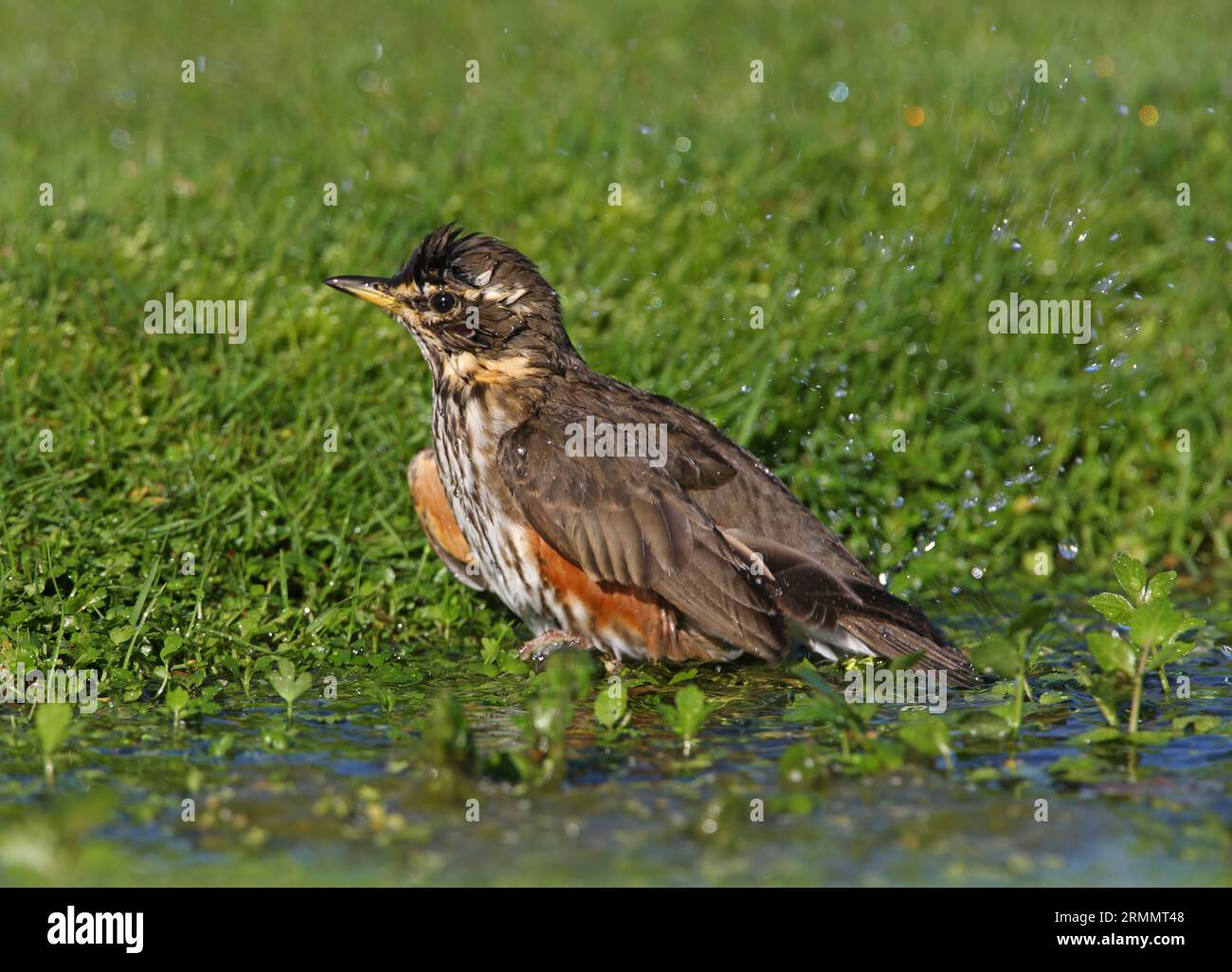 Redwing (Turdus iliacus) adult bathing in pond Eccles-on-Sea, Norfolk ...