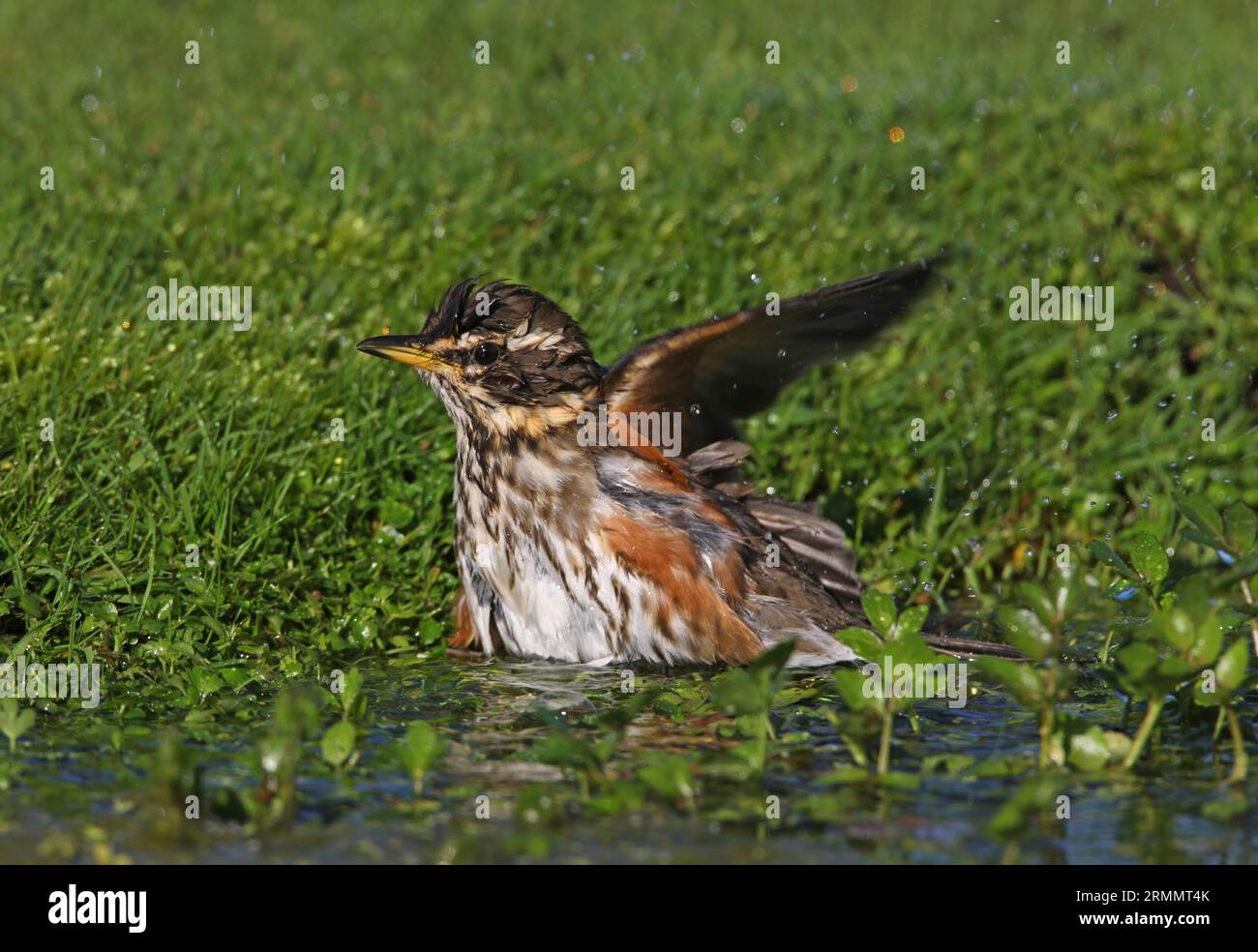 Redwing (turdus iliacus) adult bathing in pond Eccles-on-Sea, Norfolk ...