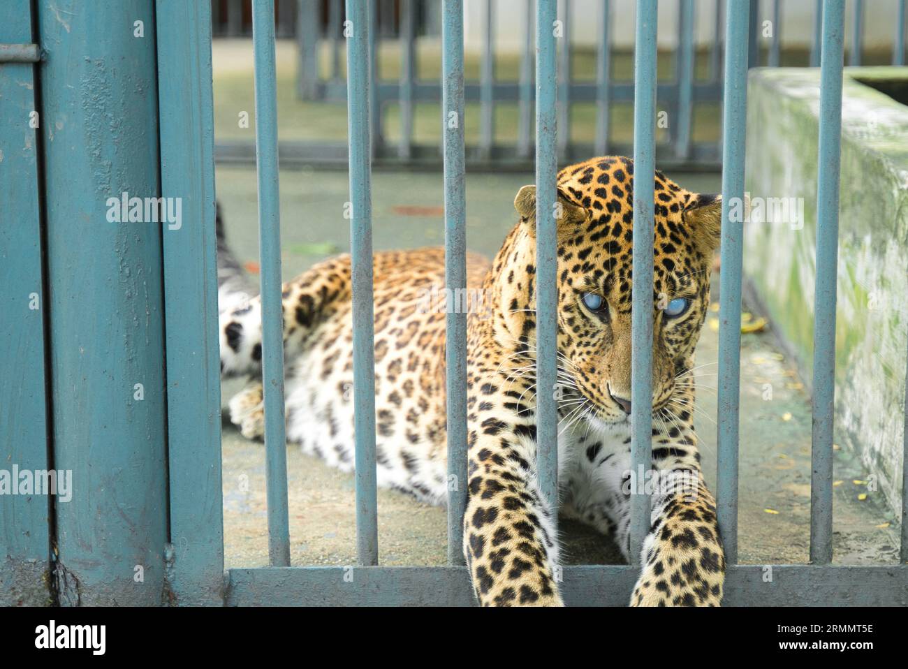 A picture of a spotted leopard with vibrant blue eyes peering through a ...