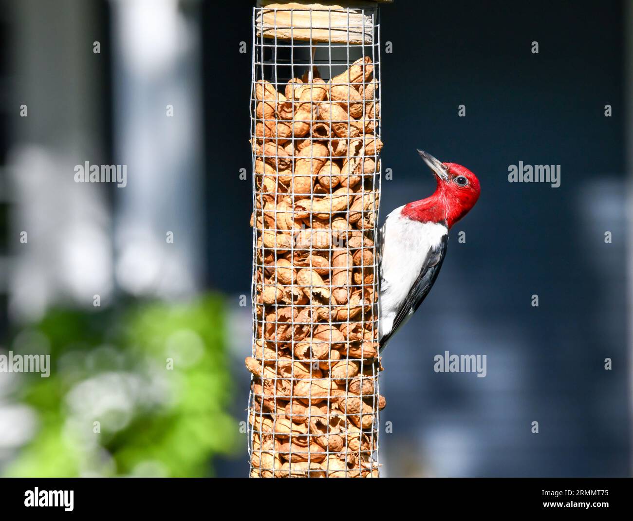 Bird woodpecker red headed hi-res stock photography and images - Alamy