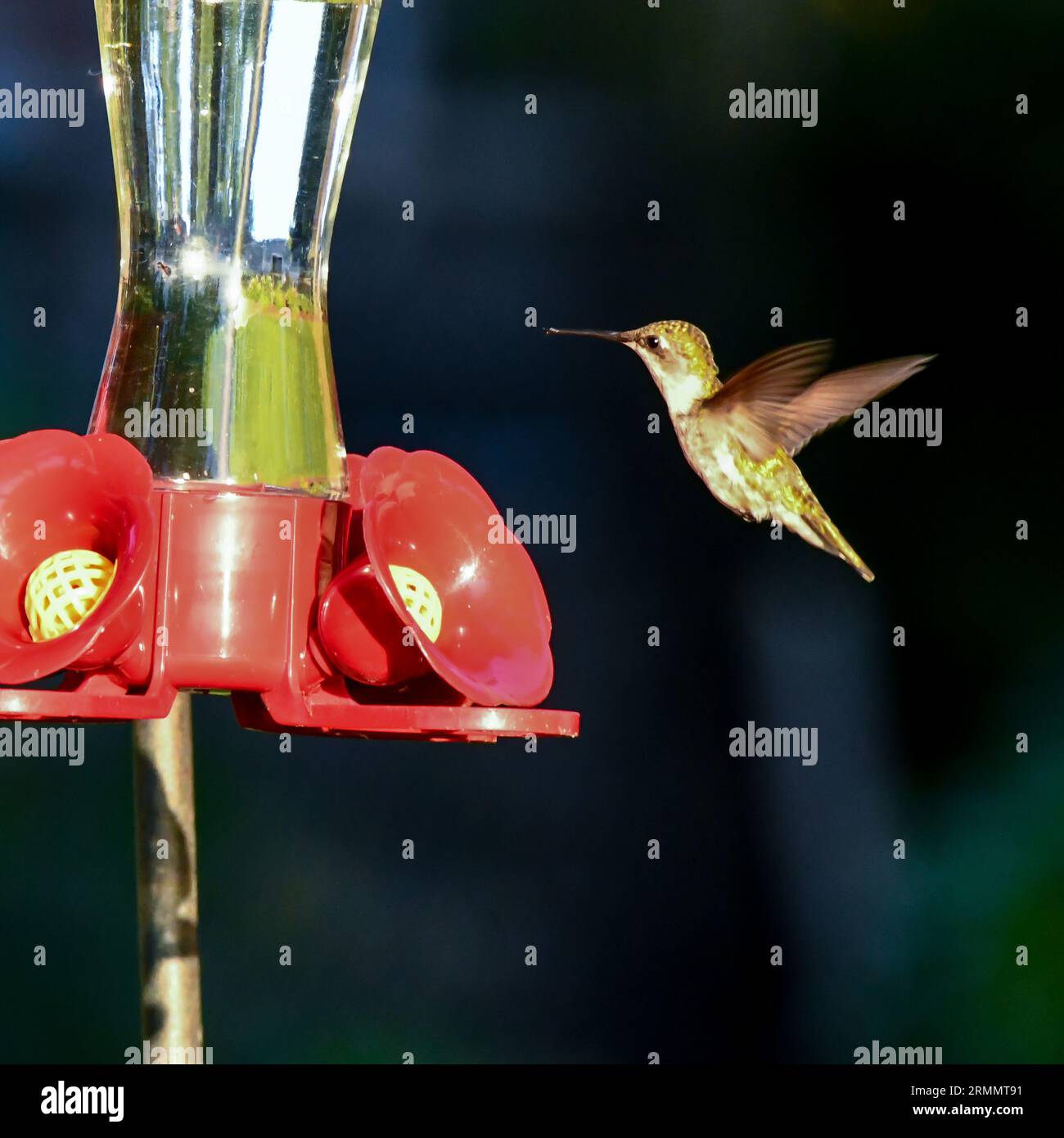 Feeding feeder hi-res stock photography and images - Alamy