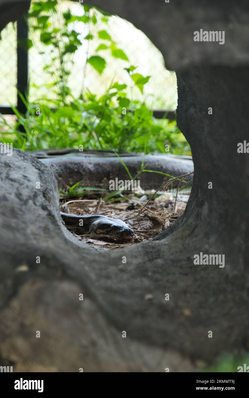 Sleeping coiled hi-res stock photography and images - Alamy