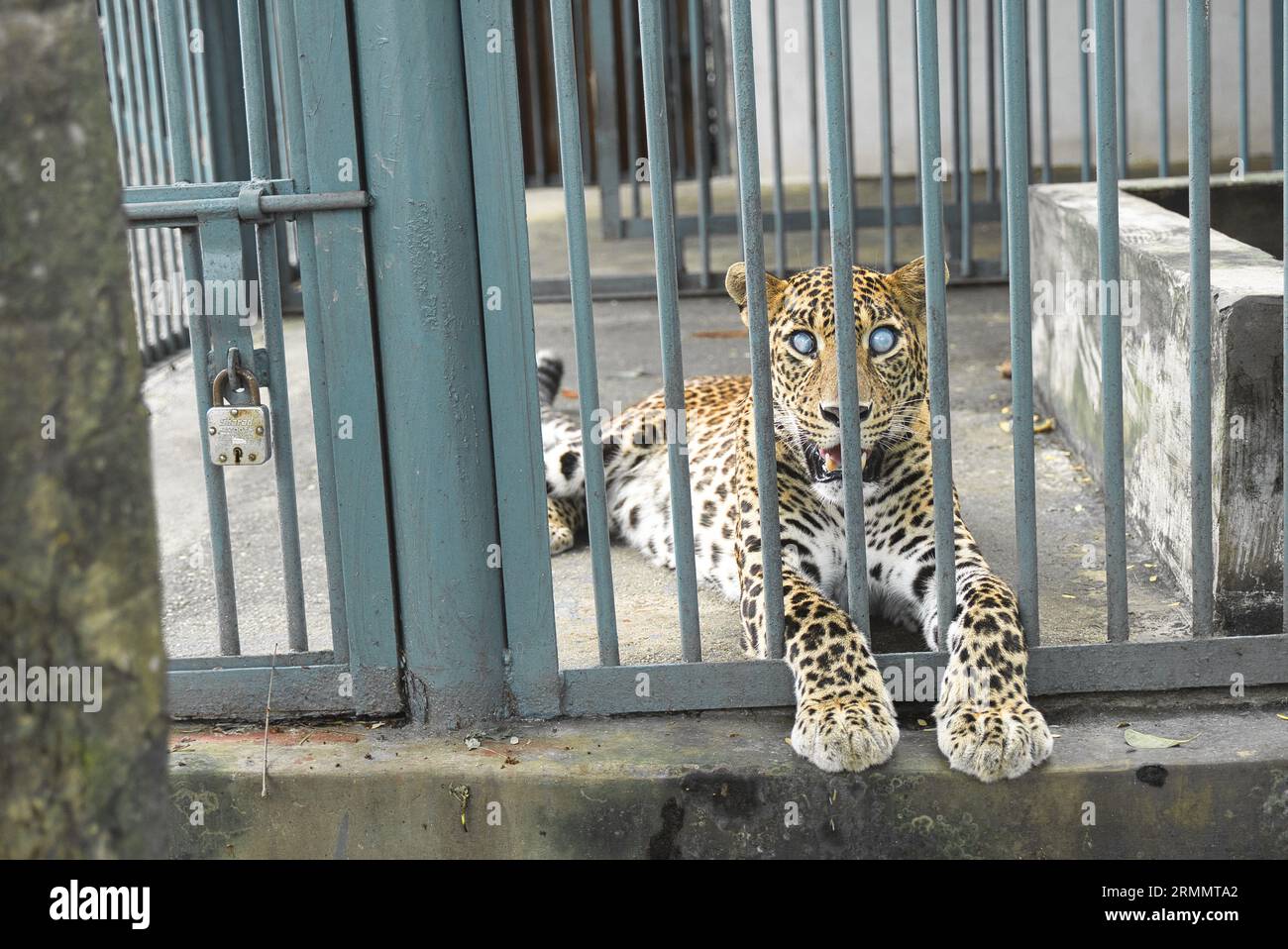 A spotted leopard with luminous blue eyes peers through a metallic ...