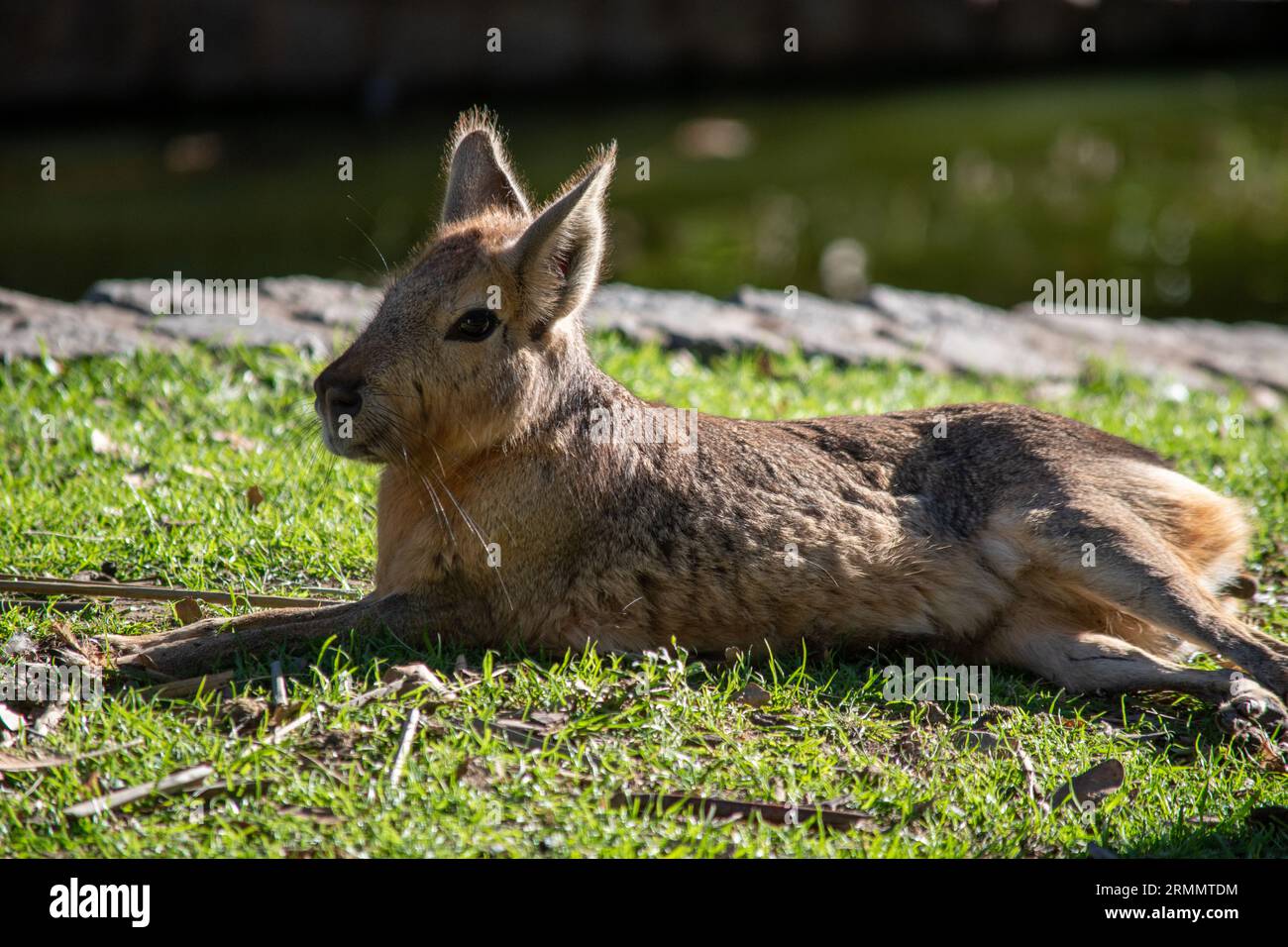 Cute maras hi-res stock photography and images - Alamy