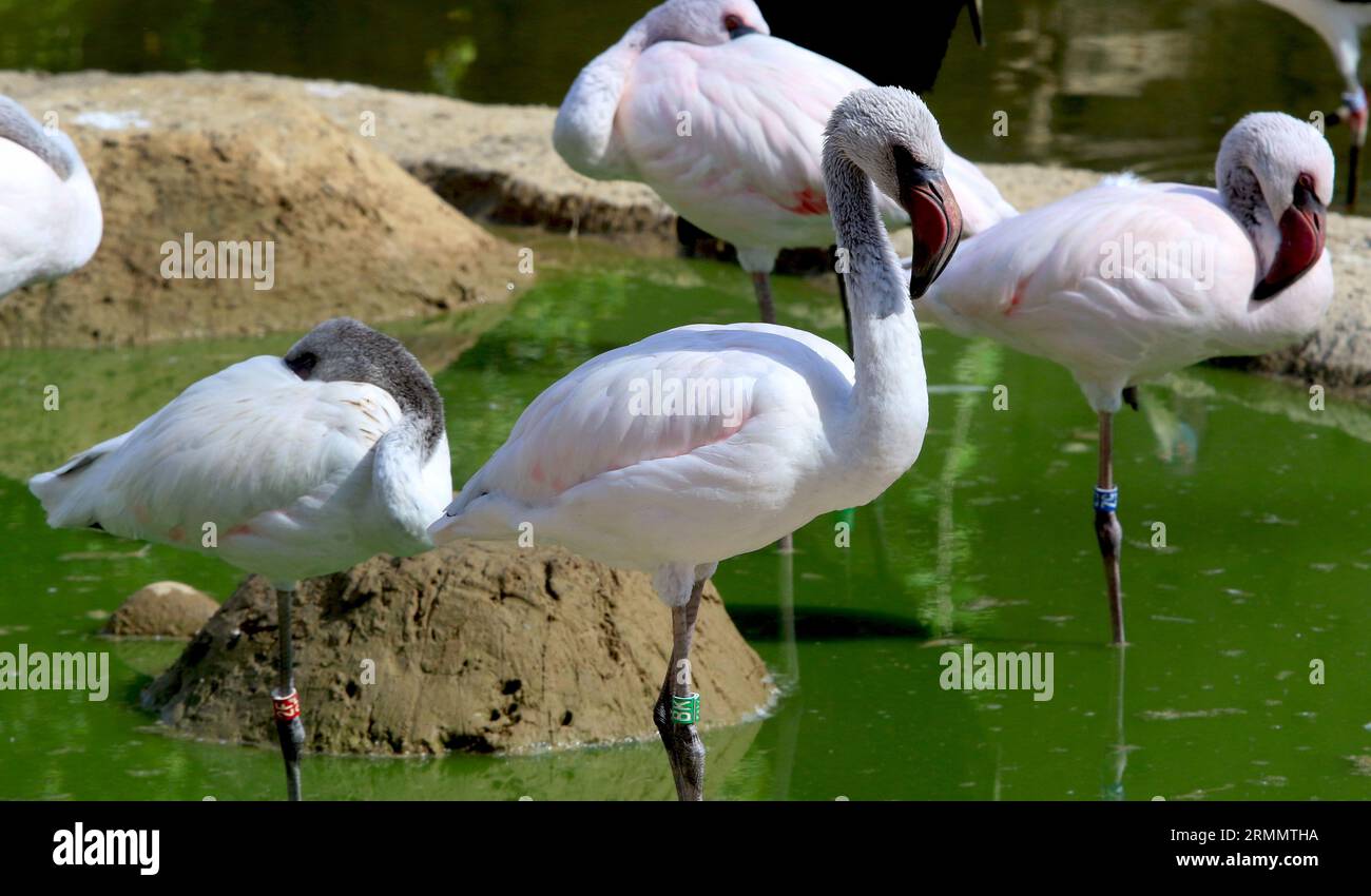 Different animals live in a nature reserve Stock Photo - Alamy