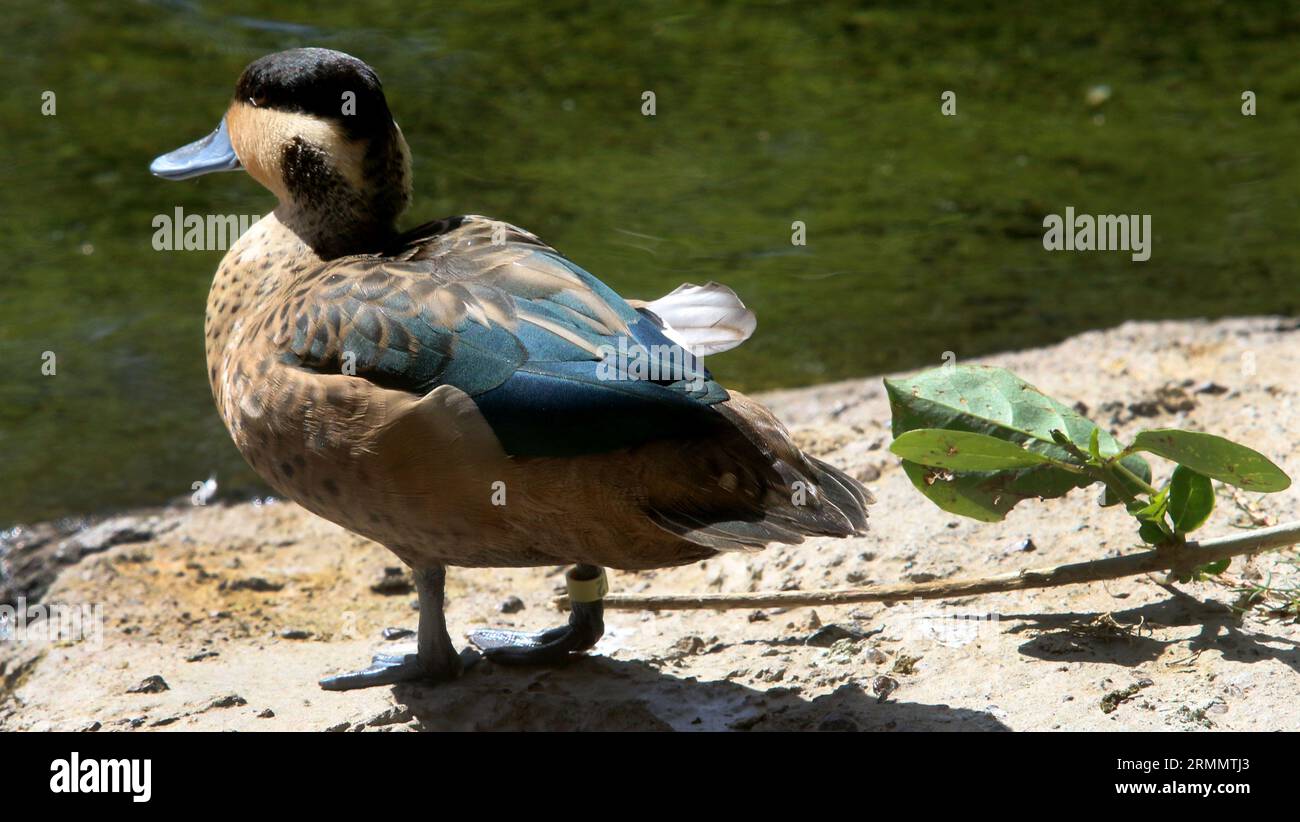 Different animals live in a nature reserve Stock Photo - Alamy