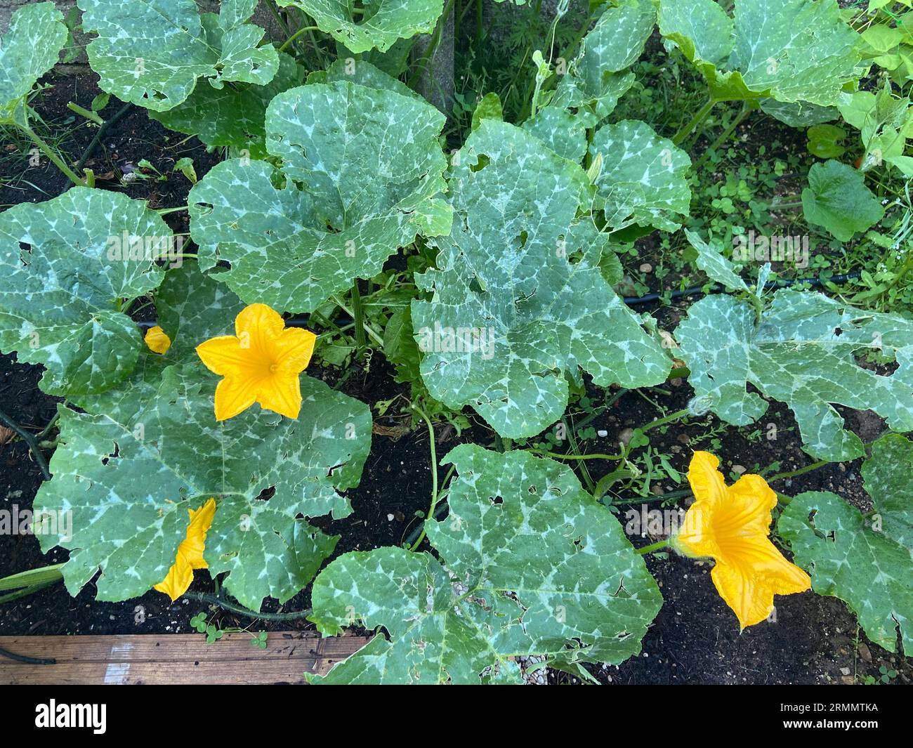 Garden destroyed hi-res stock photography and images - Alamy