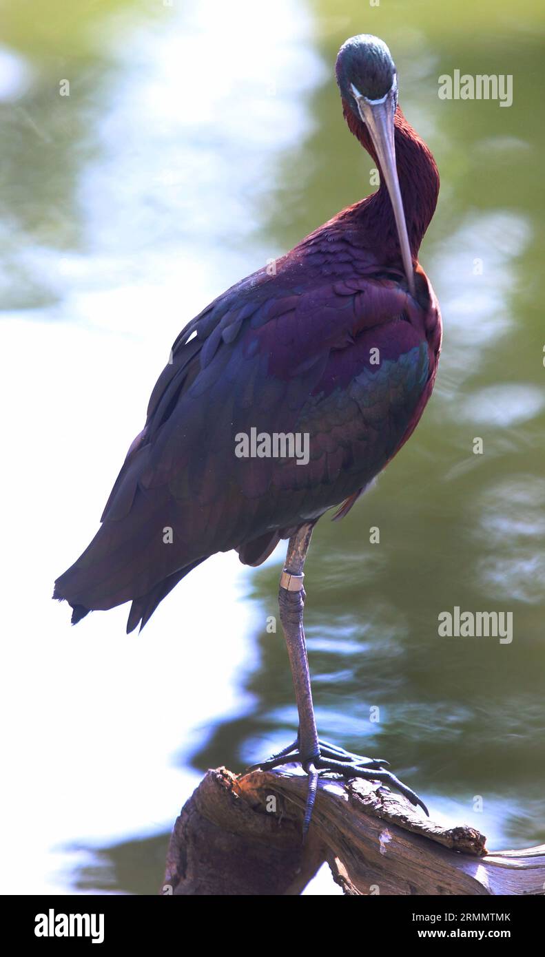 Different animals live in a nature reserve Stock Photo - Alamy
