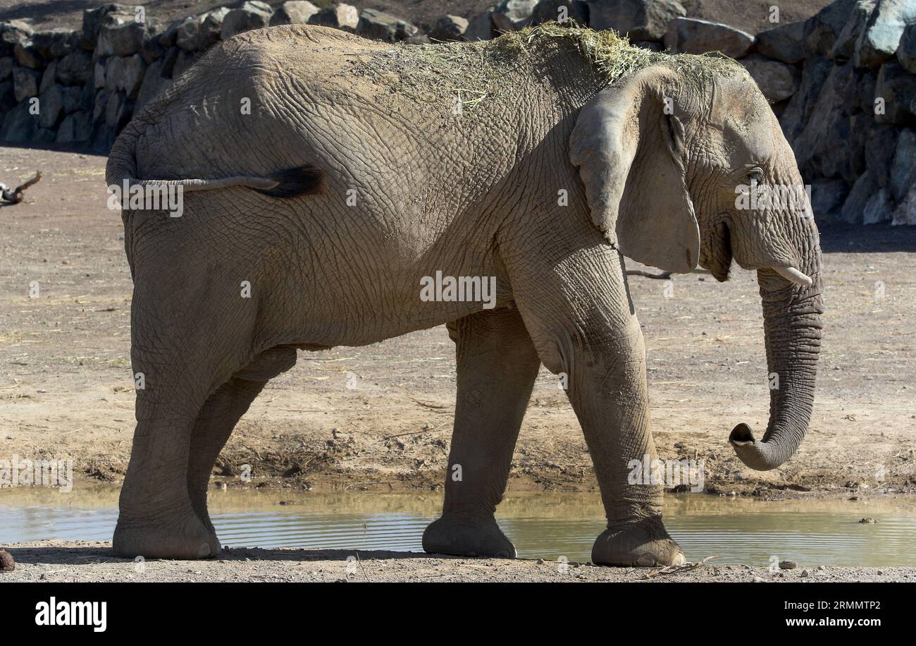 Different animals live in a nature reserve Stock Photo - Alamy