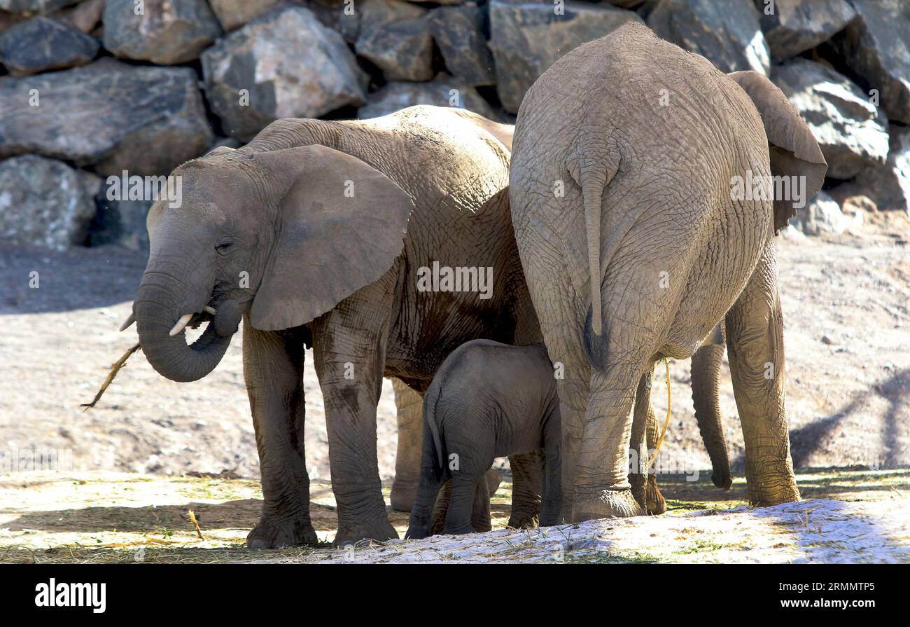 Different animals live in a nature reserve Stock Photo - Alamy