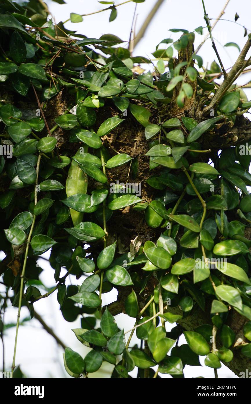 Hoya lacunosa is a species of plant in the genus Hoya native to ...