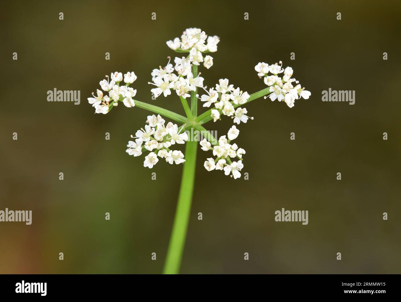 River Water-dropwort - Oenanthe fluviatilis Stock Photo - Alamy