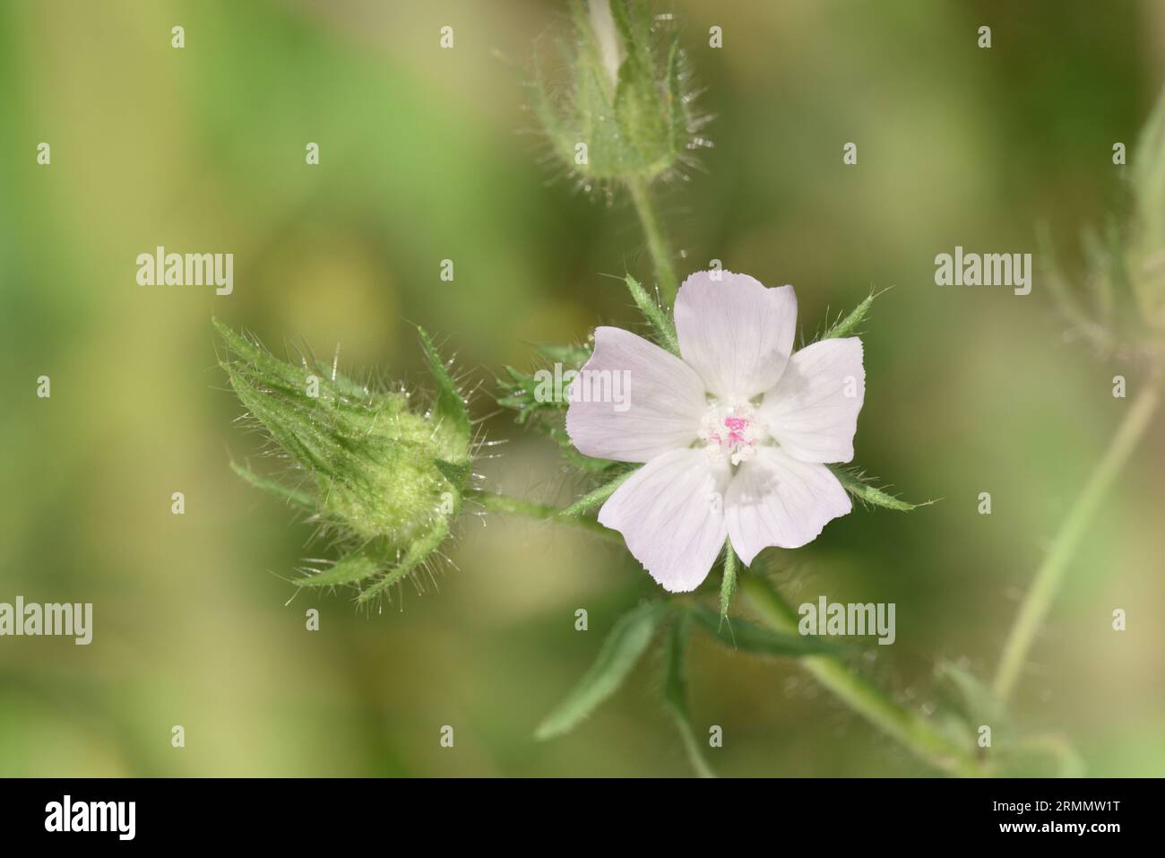 Rough Mallow - Malva setigera Stock Photo - Alamy