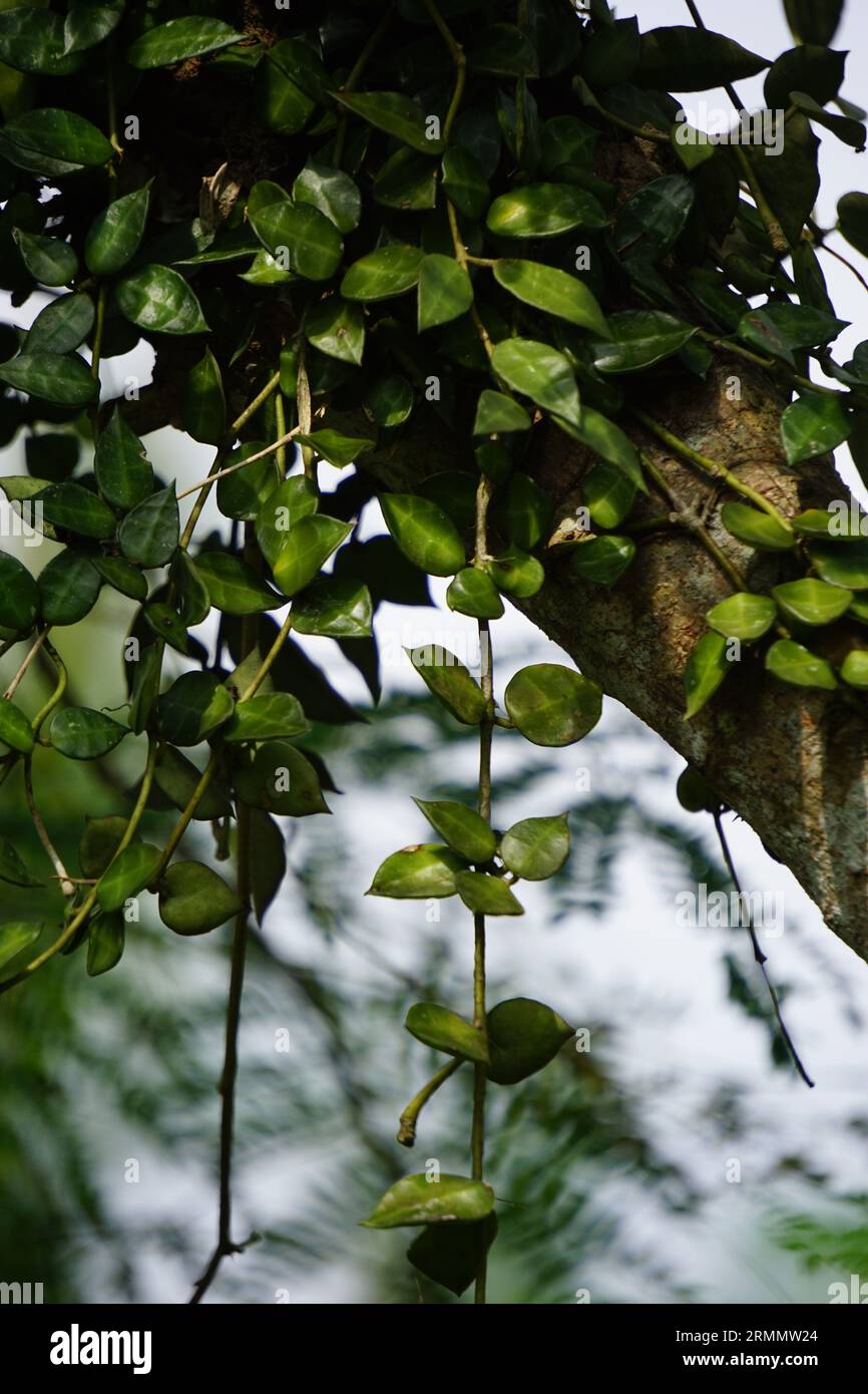 Hoya lacunosa is a species of plant in the genus Hoya native to ...