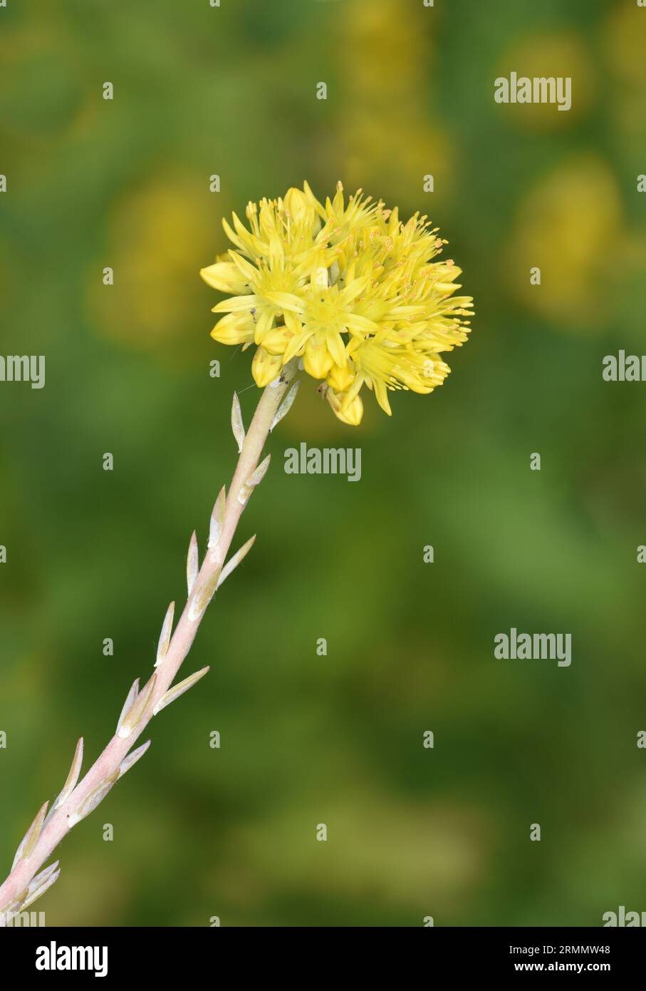 Reflexed Stonecrop - Petrosedum rupestre Stock Photo - Alamy
