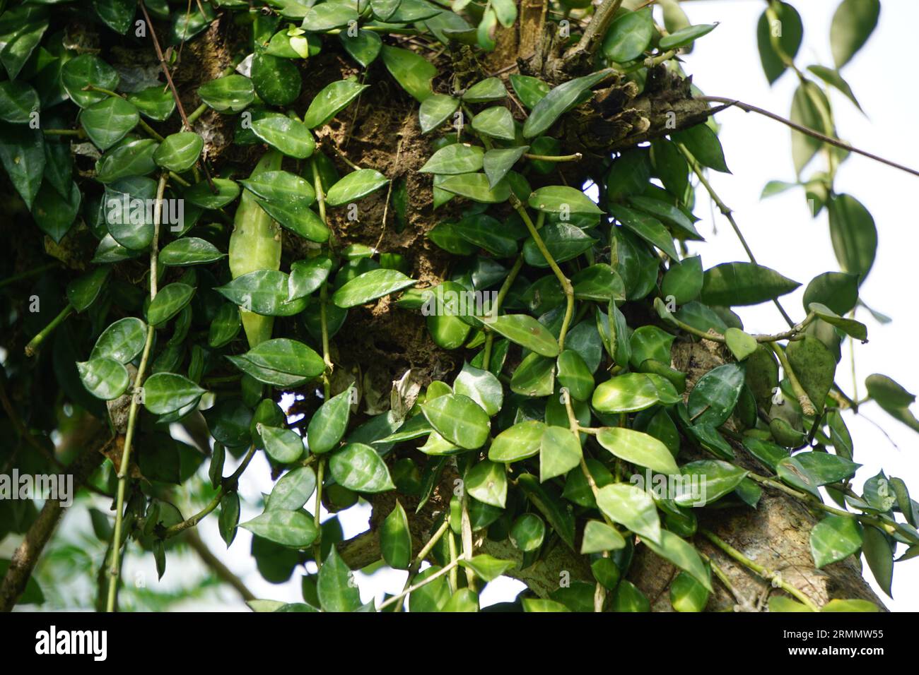 Hoya lacunosa is a species of plant in the genus Hoya native to ...