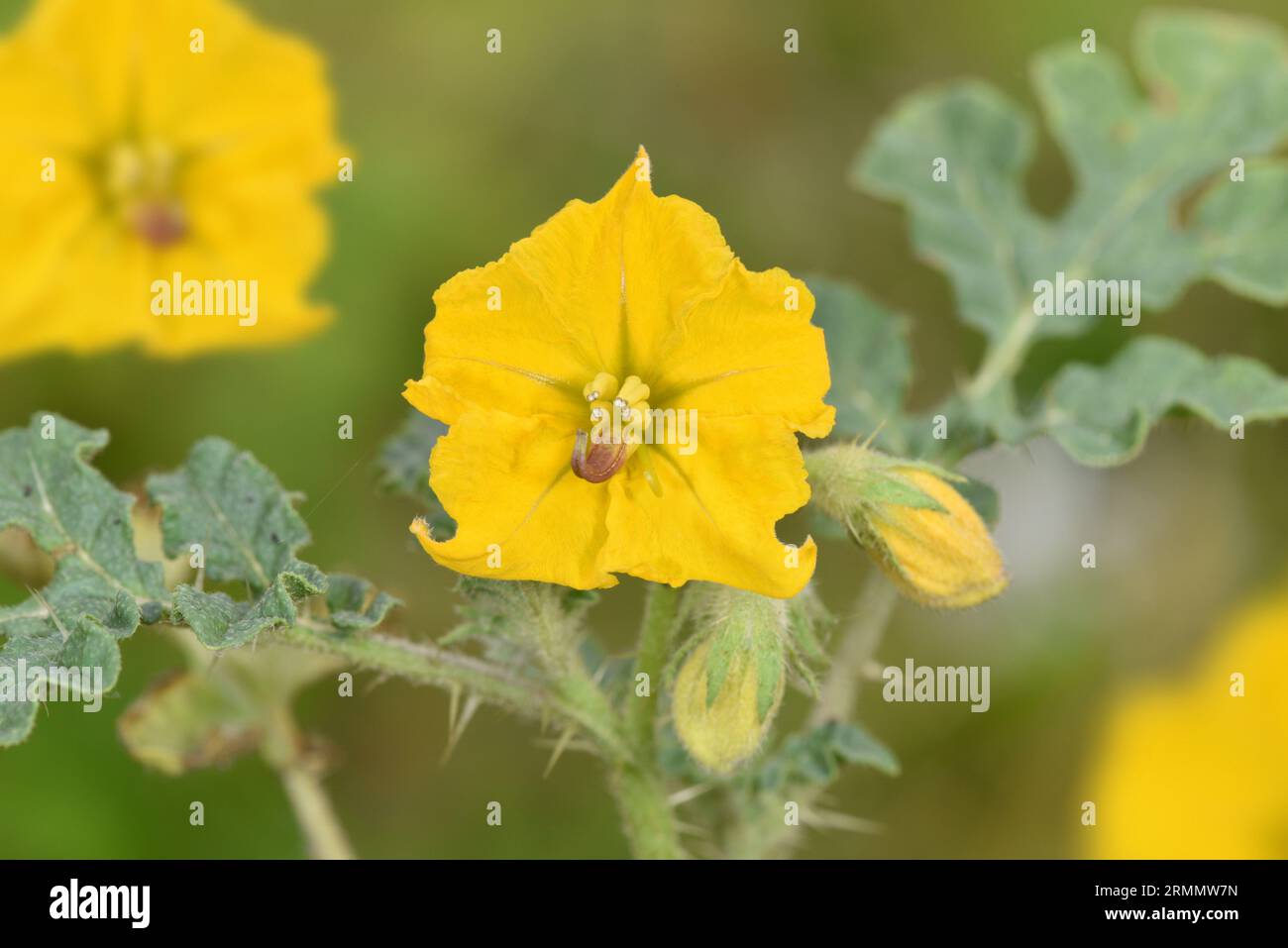 Solanum rostratum hi-res stock photography and images - Alamy