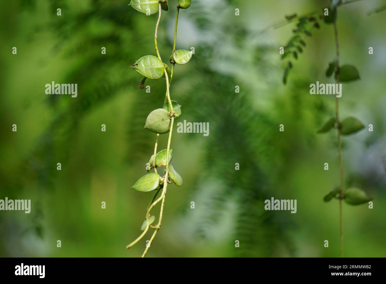 Hoya lacunosa is a species of plant in the genus Hoya native to ...