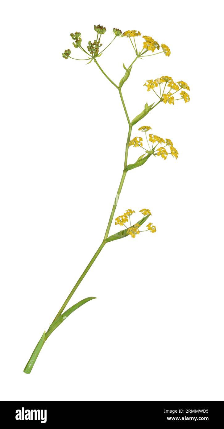 Hares uk cut out hi-res stock photography and images - Alamy