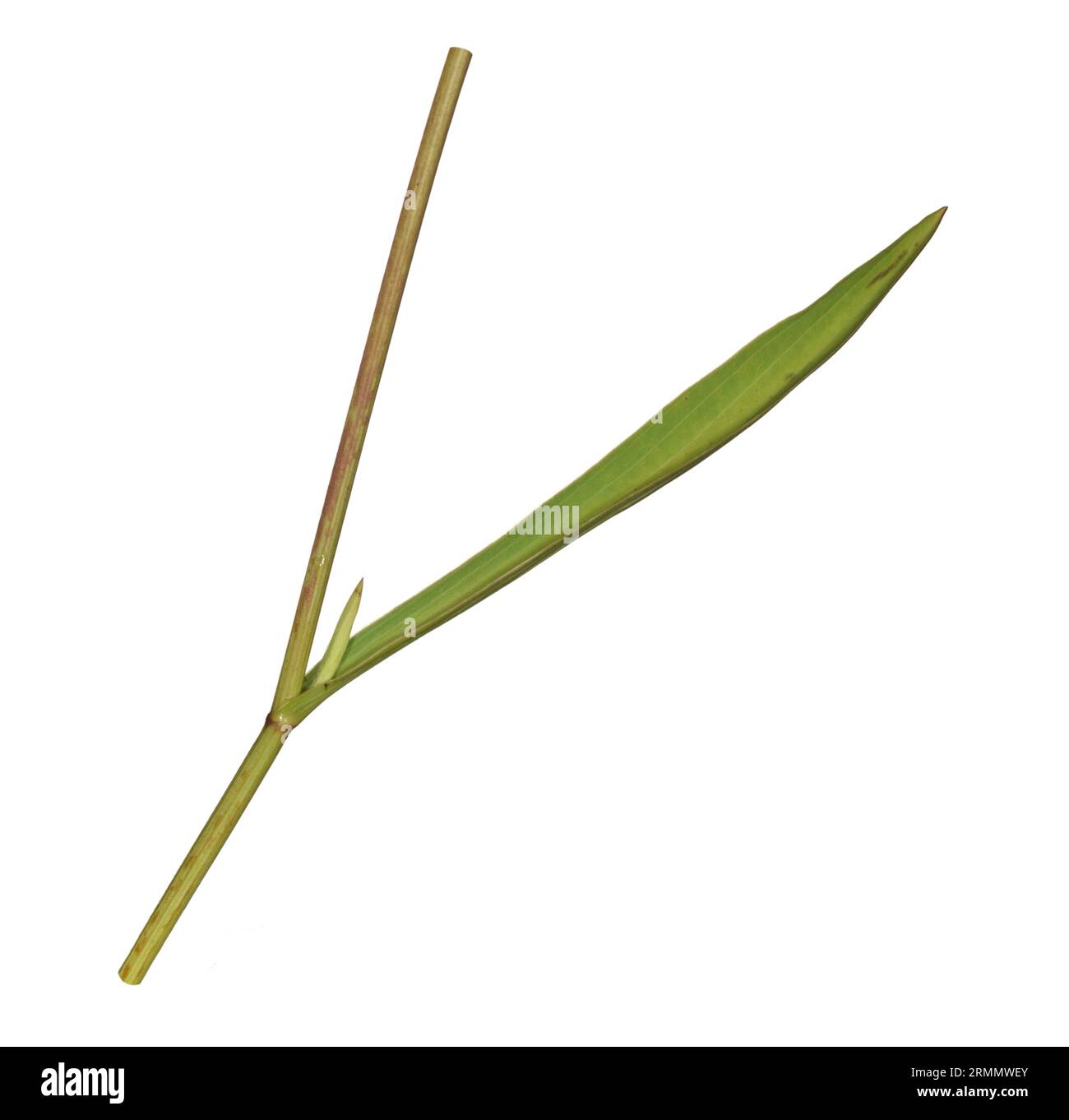 Sickle-leaved Hare's-ear - Bupleurum falcatum Stock Photo - Alamy