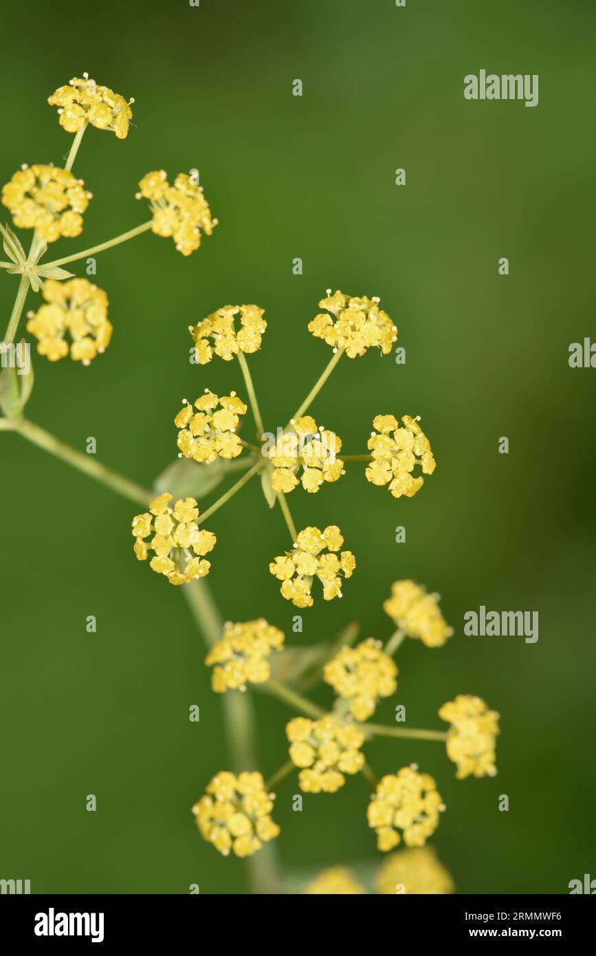 Sickle-leaved Hare's-ear - Bupleurum falcatum Stock Photo - Alamy