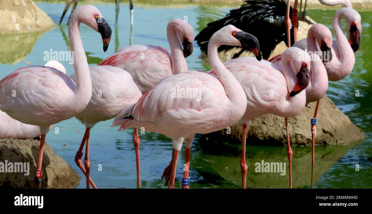 Animals and birds in a government-sponsored nature reserve in the Dubai ...