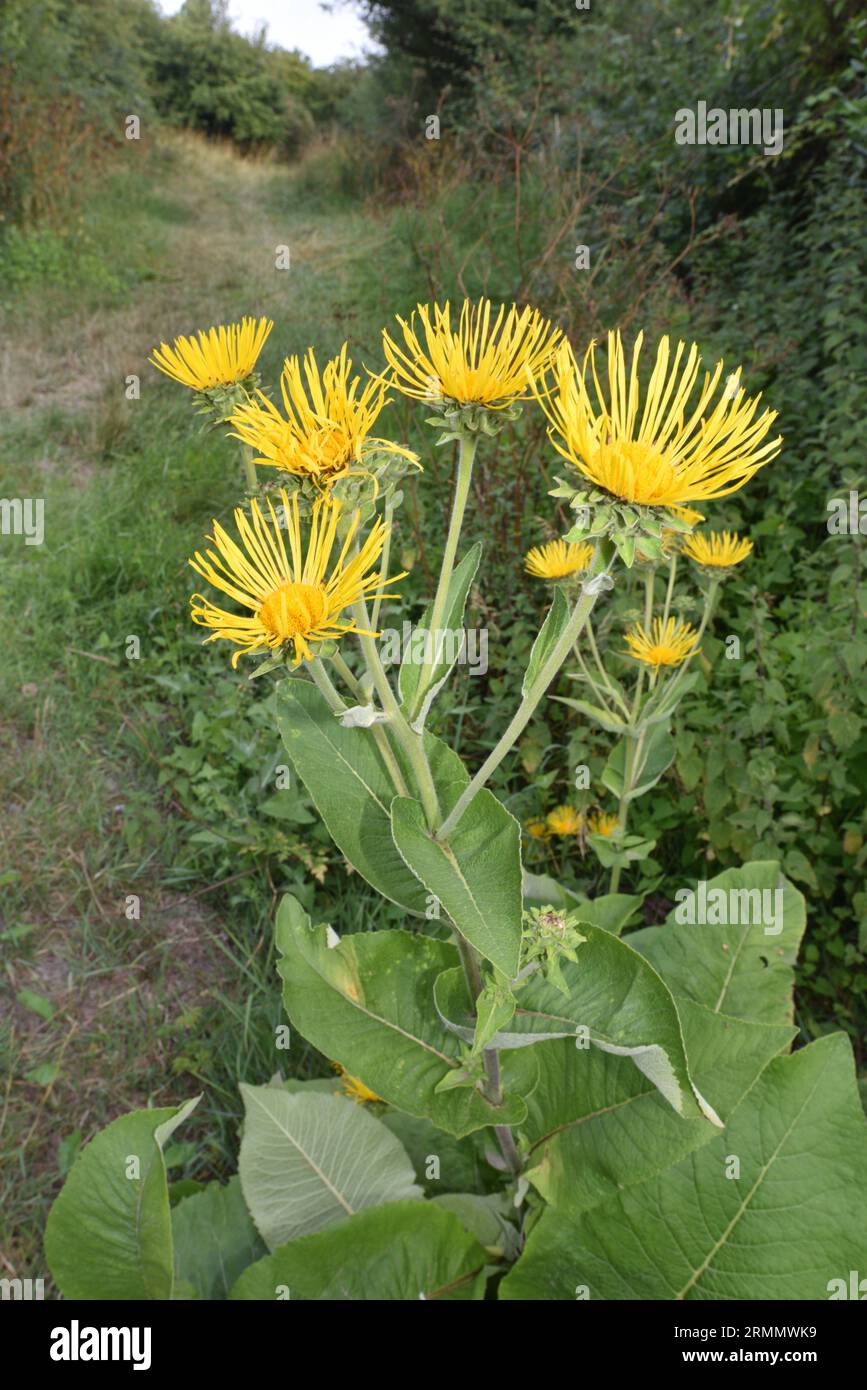 Elecampane - Inula helenium Stock Photo - Alamy