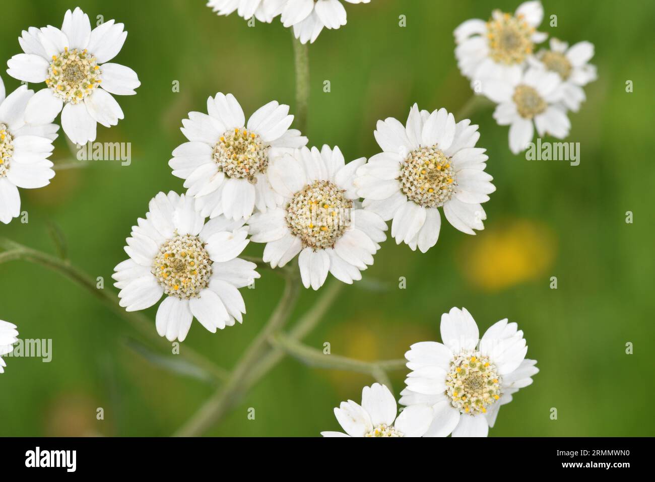 Achillea ptarmica hi-res stock photography and images - Alamy