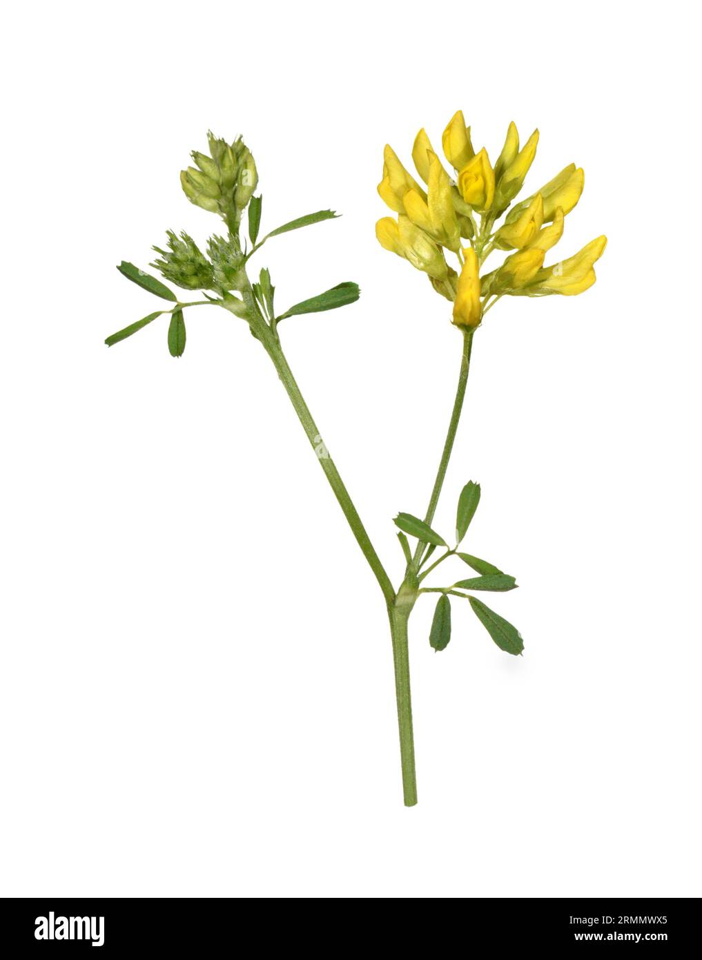 Sickle Medick - Medicago sativa subsp. falcata Stock Photo - Alamy