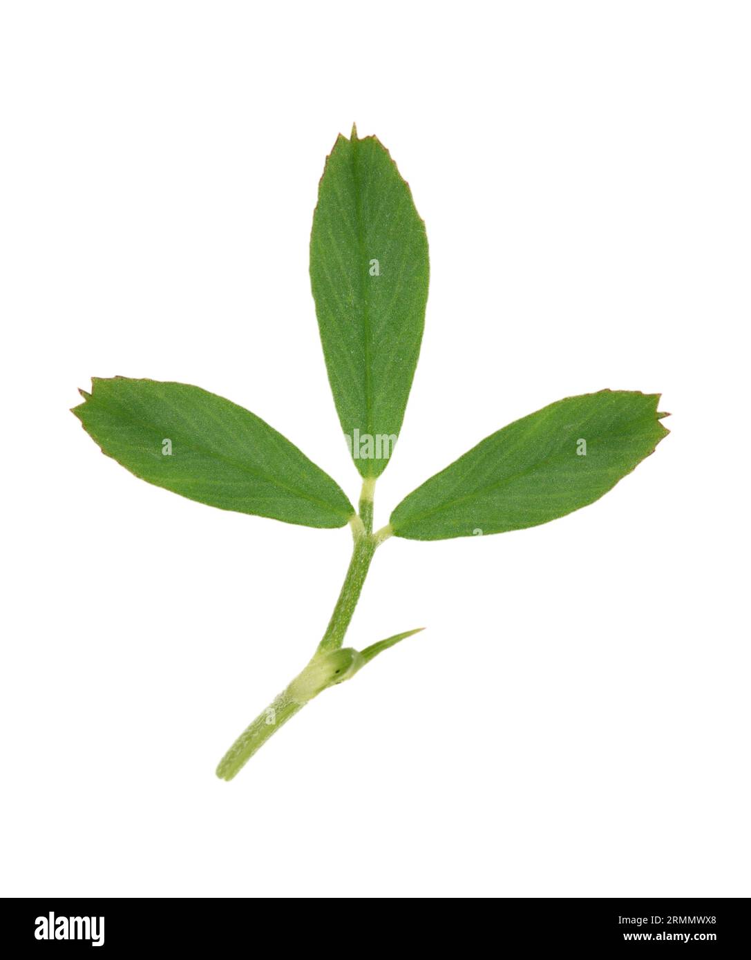 Sickle Medick - Medicago sativa subsp. falcata Stock Photo - Alamy