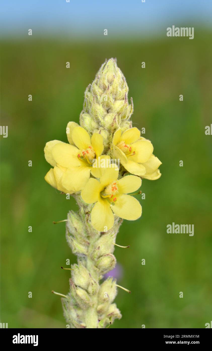 Mullein uk hi-res stock photography and images - Alamy