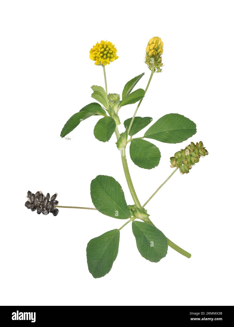 Black medick hi-res stock photography and images - Alamy