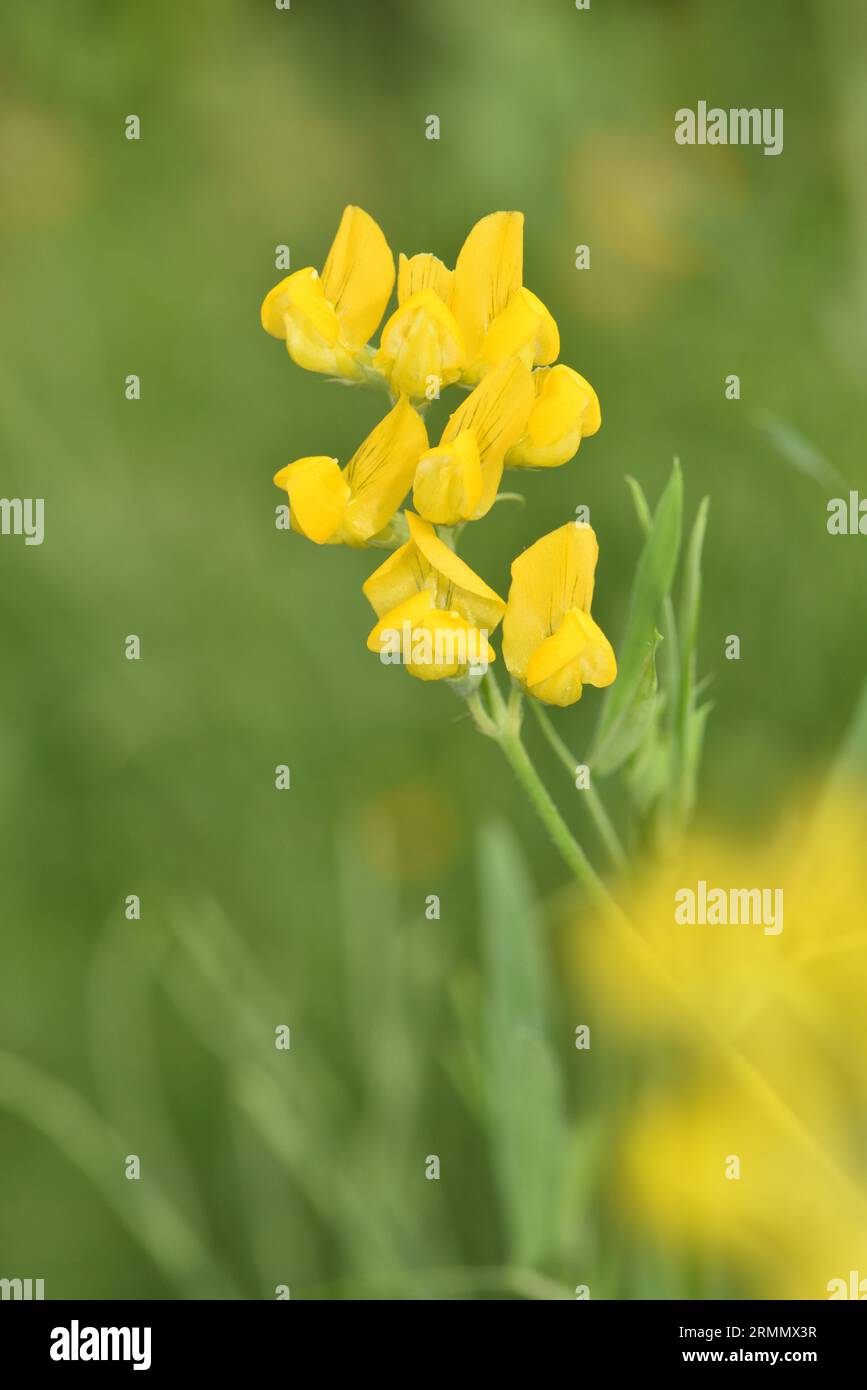Meadow vetchling uk hi-res stock photography and images - Alamy