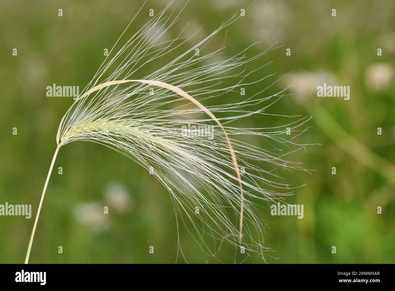Foxtail Barley - Hordeum jubatum Stock Photo - Alamy