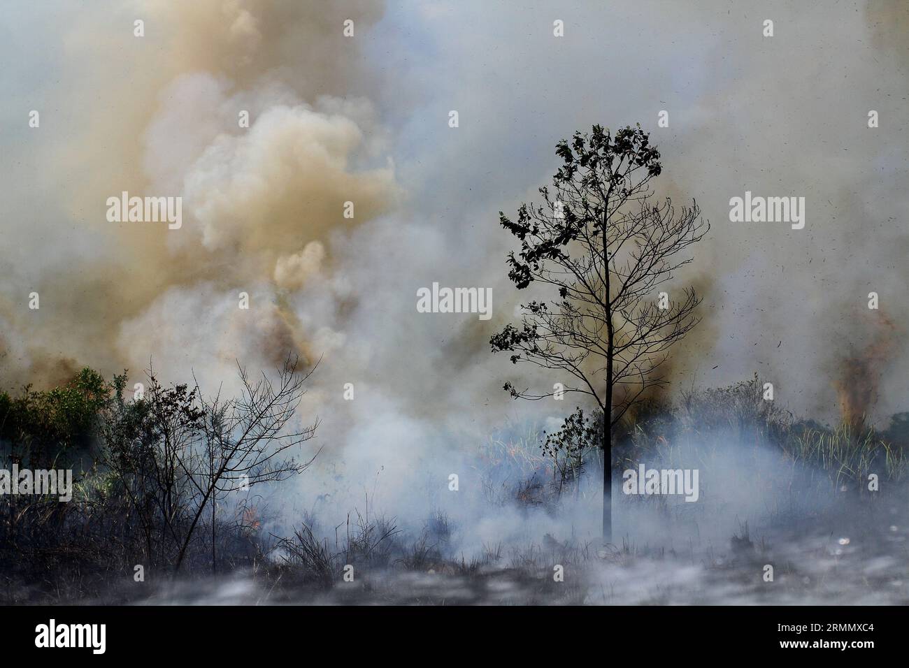Forest fire sumatra hi-res stock photography and images - Alamy