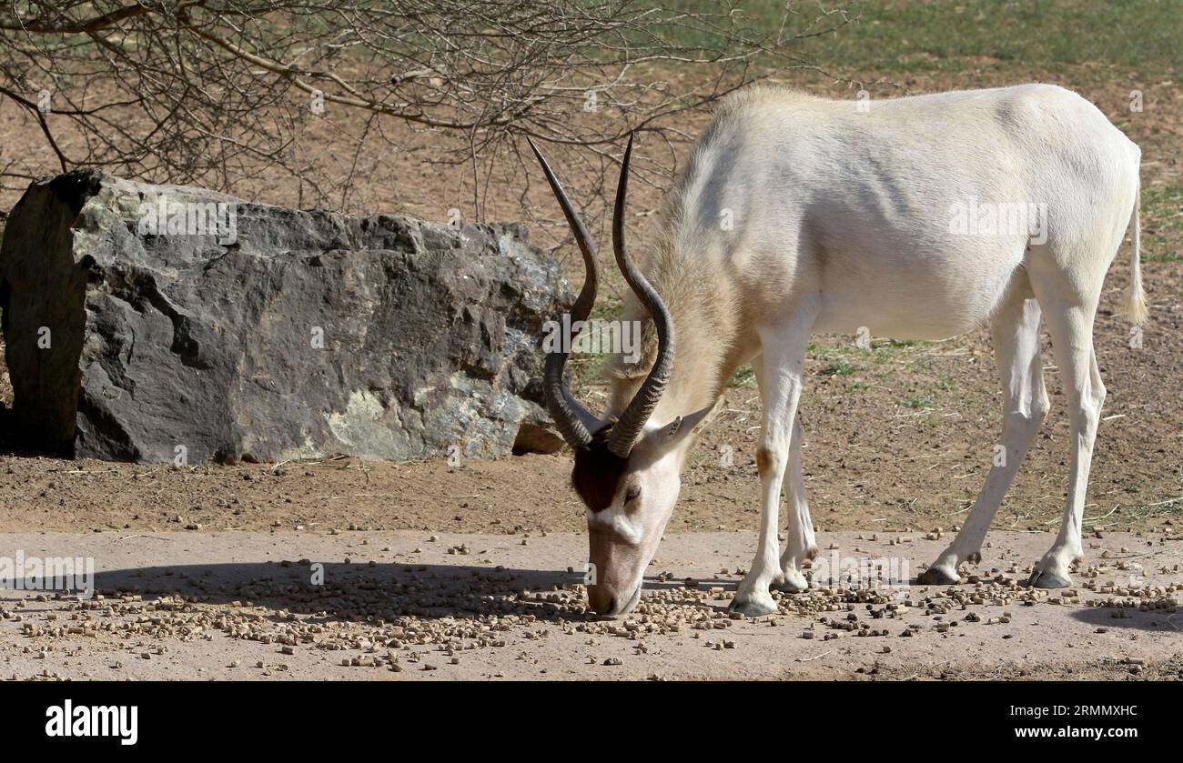 A deer in a nature reserve in the Emirates, visited by tourists to go ...