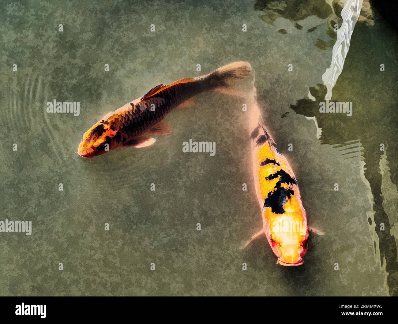 Koi fish illustration hi-res stock photography and images - Alamy