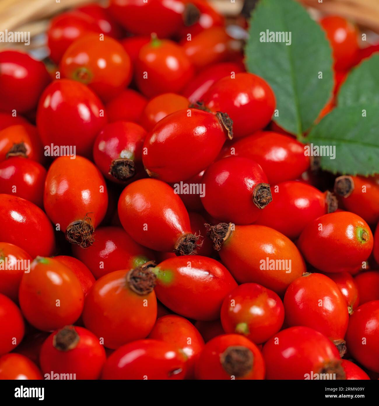Rose hips in a closeup Stock Photo - Alamy