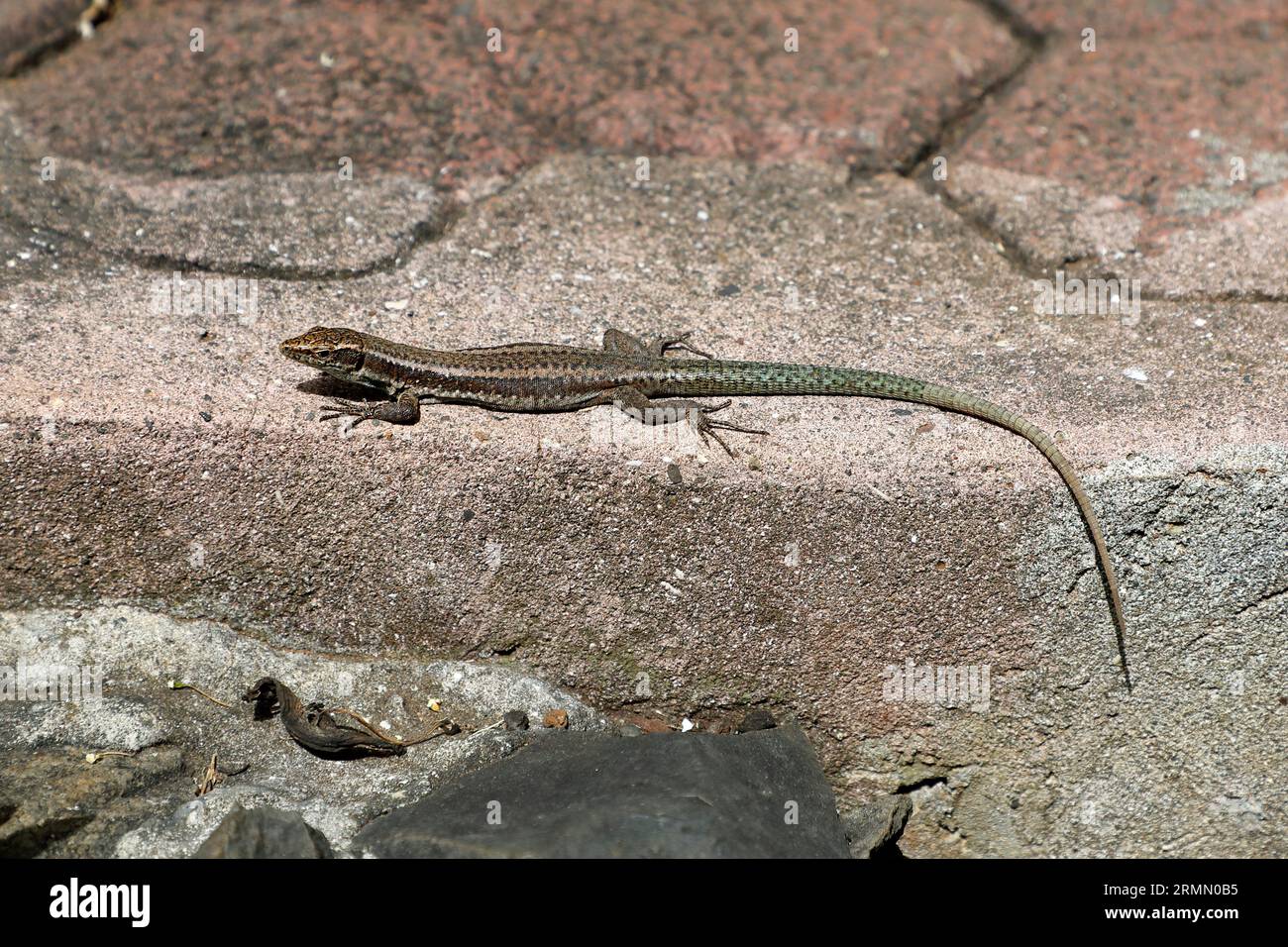 The Madeira lizard on stones, a common animal encounter in Funchal ...