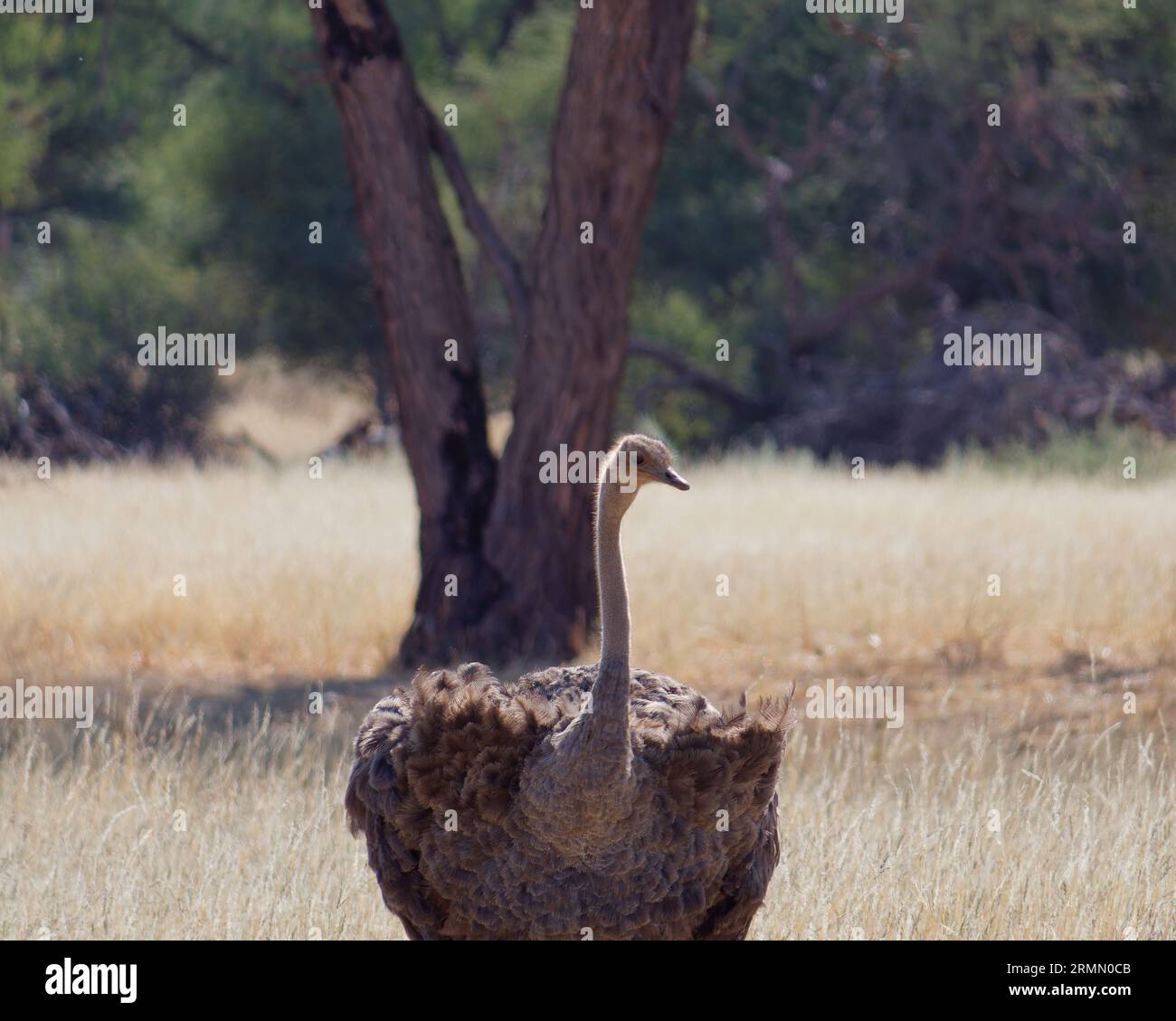 A majestic ostrich in an open field of tall, golden-brown grass ...